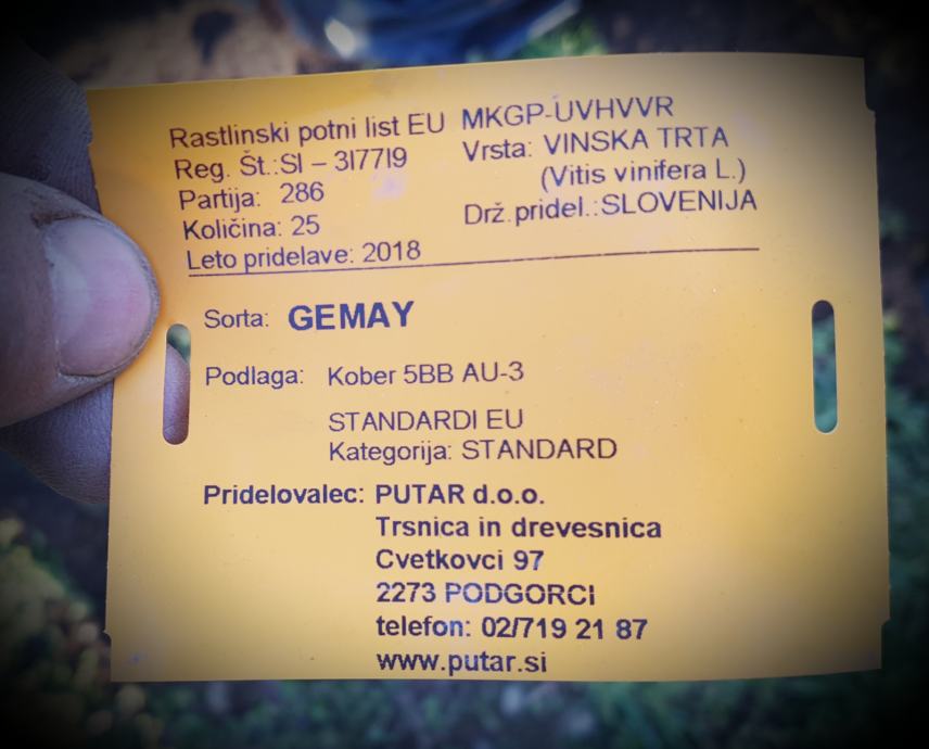 Prodam rdečo vino GEMAJ / GEMAY