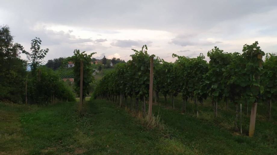 Vinograd v bližini Gadove peči