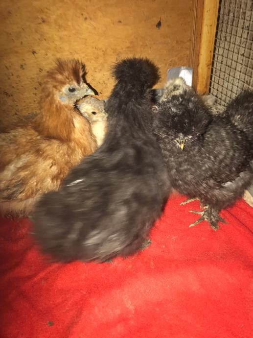 5 piščancev- jarkic velike svilene japonske kokoši, svilenke