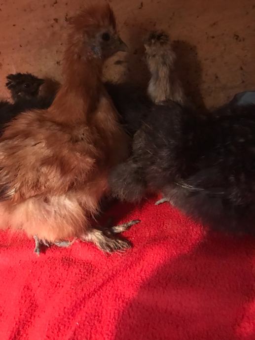 5 piščancev- jarkic velike svilene japonske kokoši, svilenke