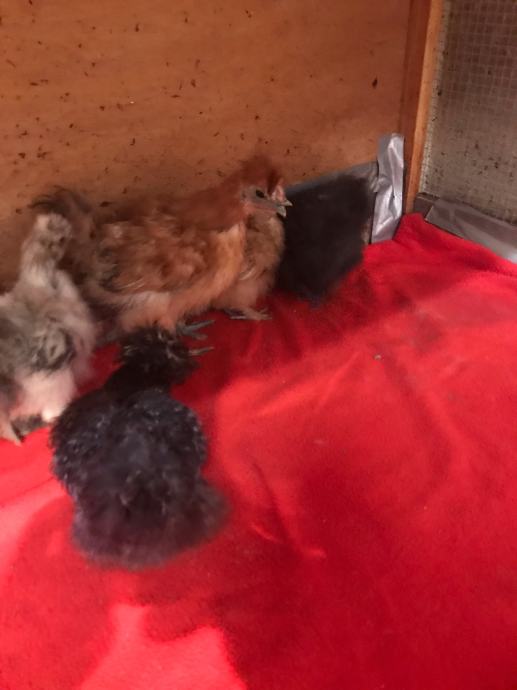 5 piščancev- jarkic velike svilene japonske kokoši, svilenke