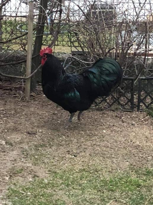 australorp kokosi in petelin