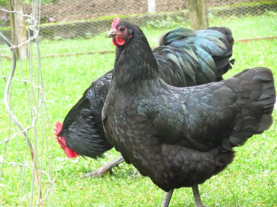 australorp kokosi in petelin