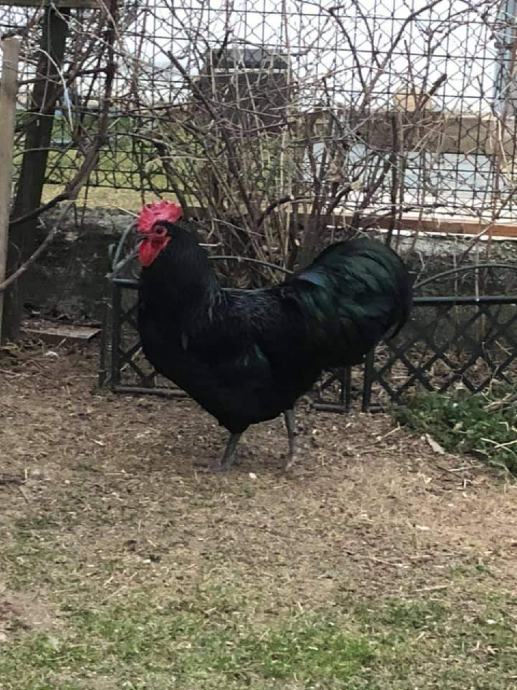 australorp kokosi in petelin