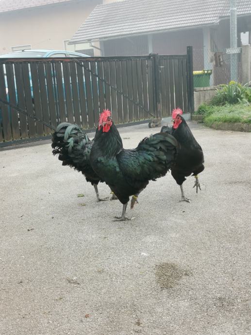 Australorp petelin letosnji