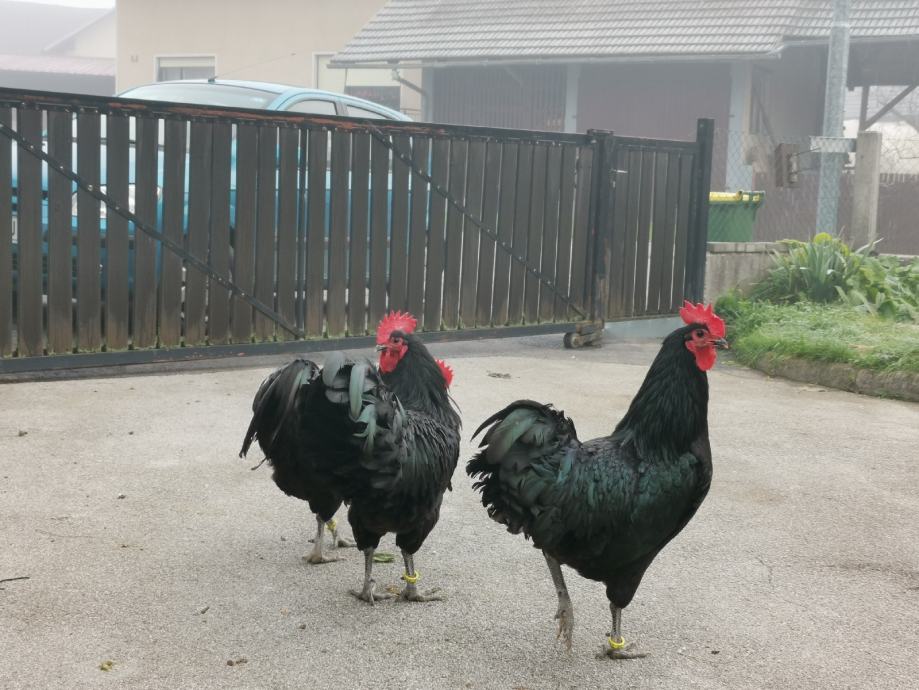 australorp petelin prodam