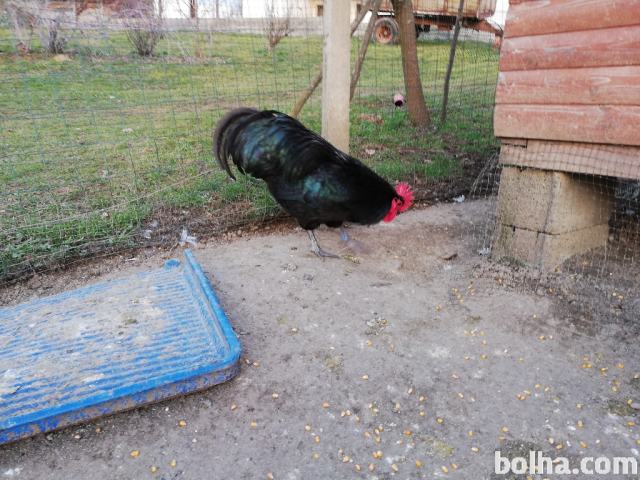 Australorp petelin