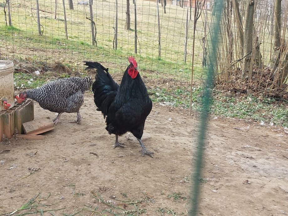 Australorp petelin