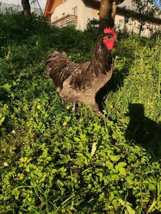 australorp petelin