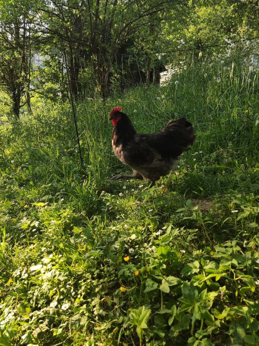 australorp petelin