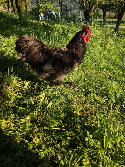 australorp petelin