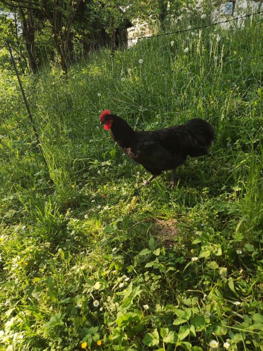 australorp petelin
