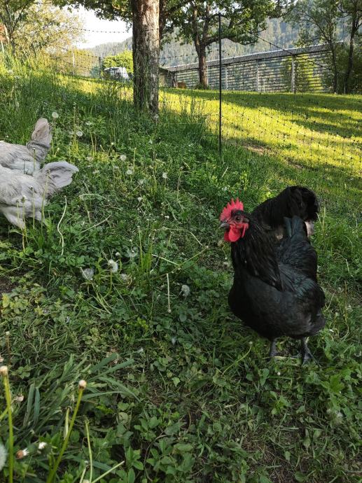 australorp petelin
