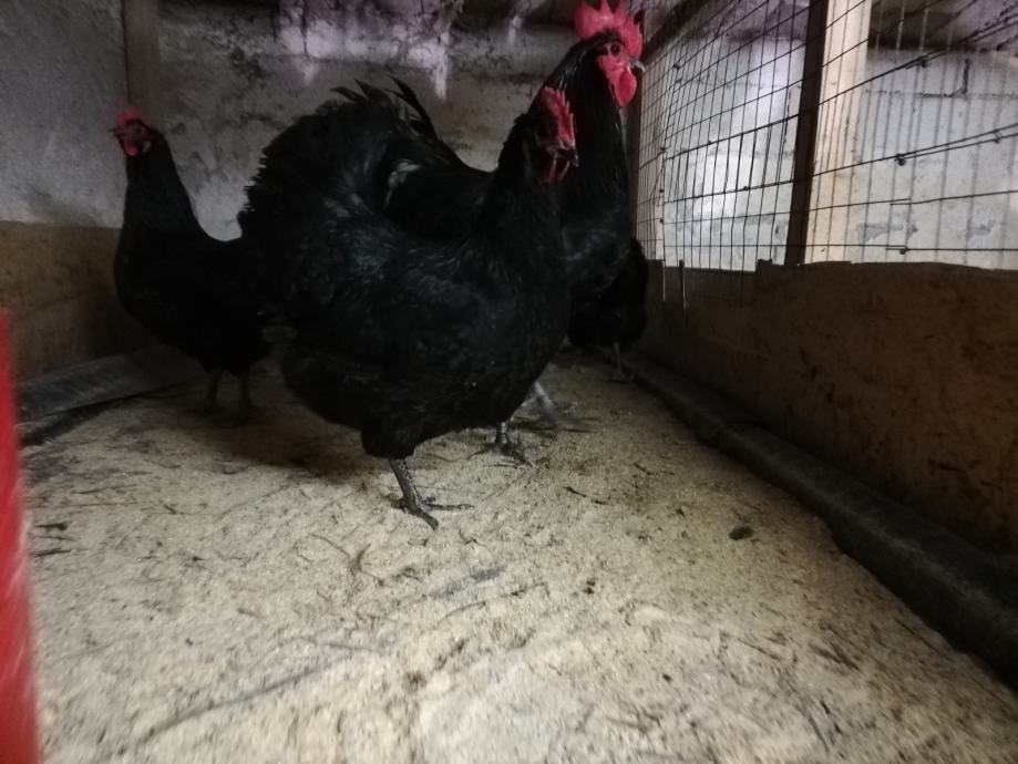 Australorp valilna jajca