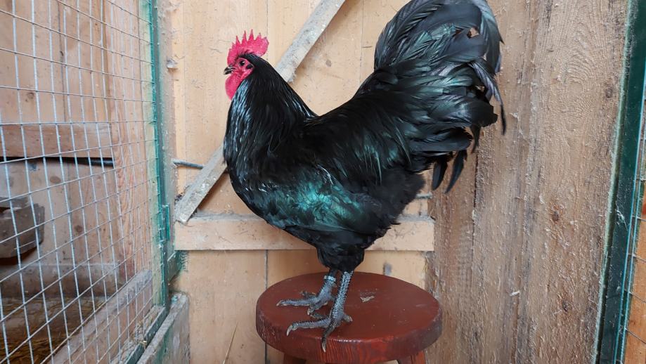 Australorp valilna jajca