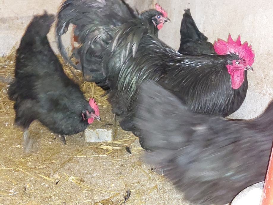 Australorp valilna jajca