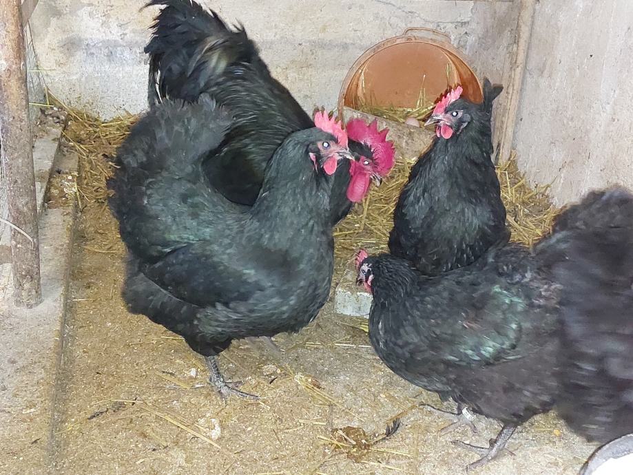 Australorp valilna jajca