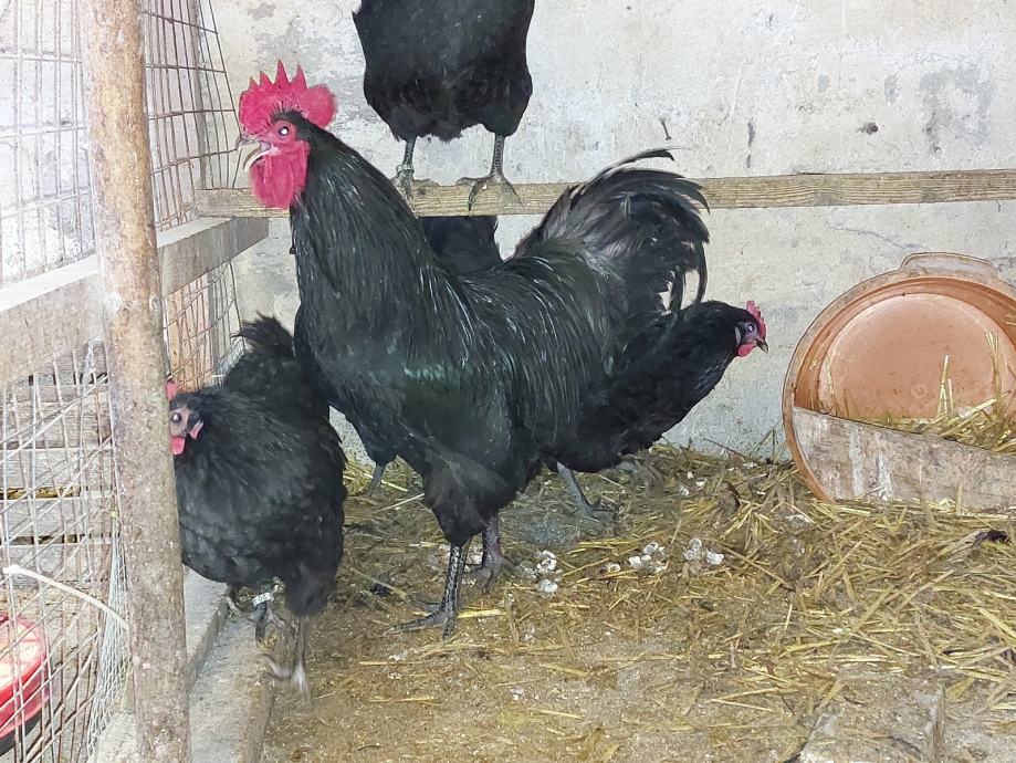 Australorp valilna jajca
