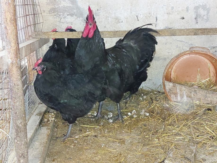 Australorp valilna jajca
