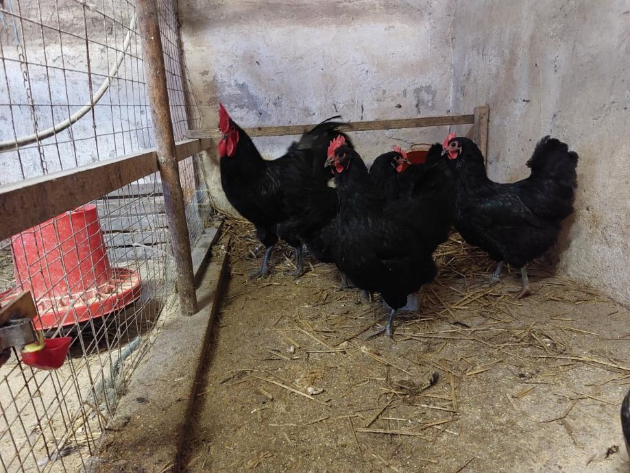 Australorp valilna jajca