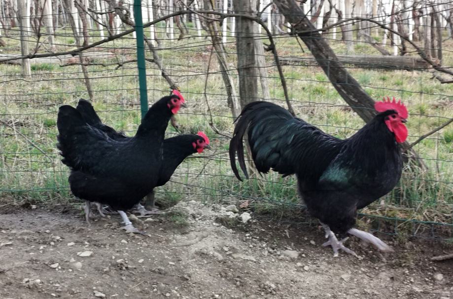Australorp valilna jajca