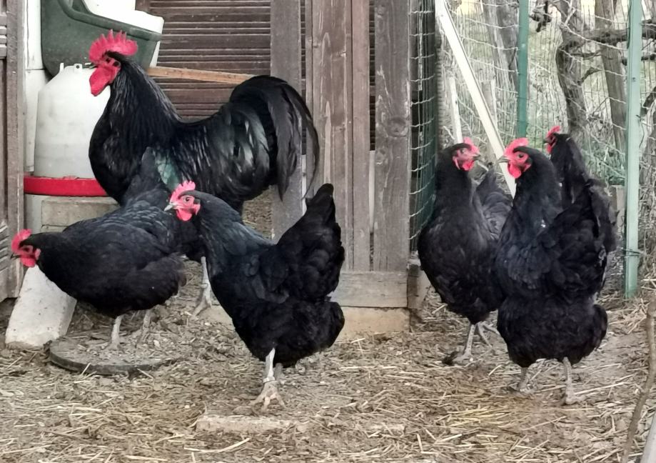 Australorp valilna jajca