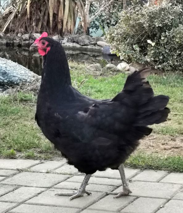 Australorp valilna jajca