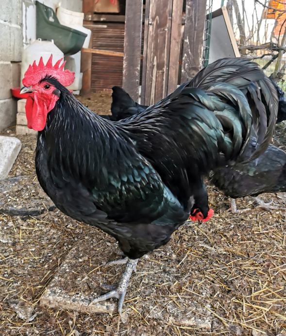 Australorp valilna jajca