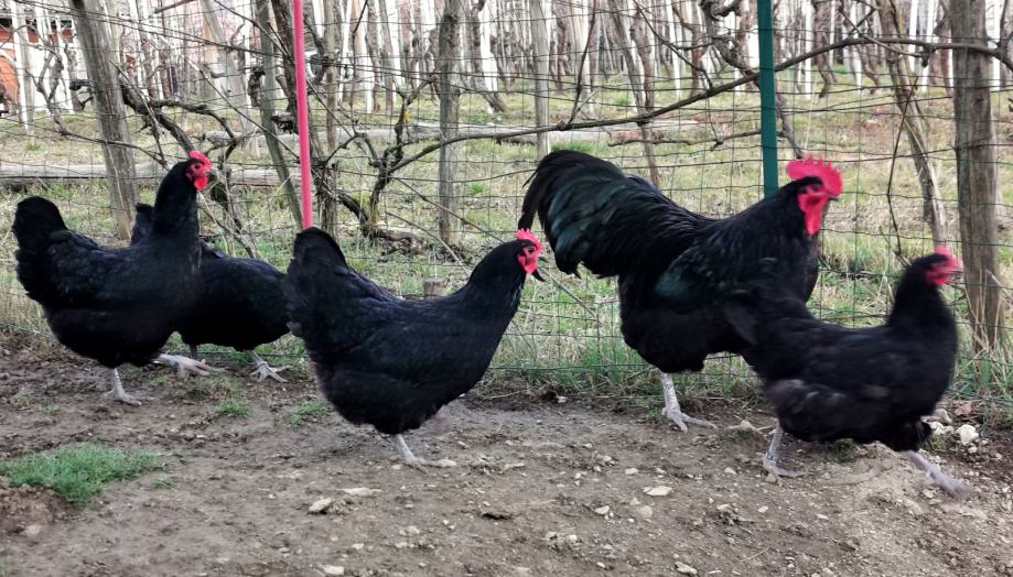Australorp valilna jajca