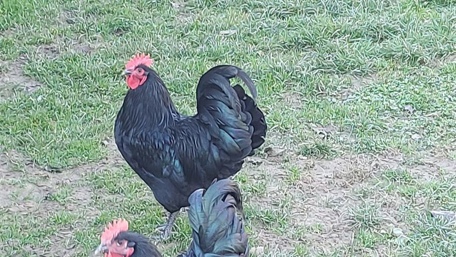 Australorp valilna jajca