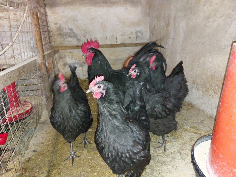 Australorp valilna jajca