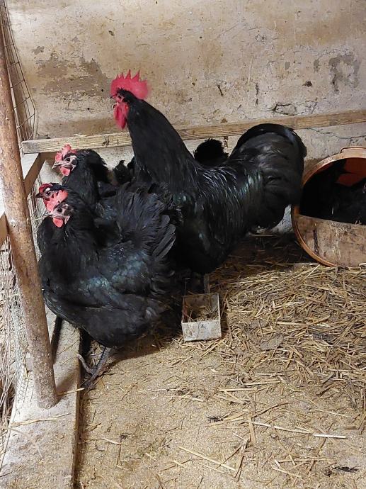Australorp valilna jajca
