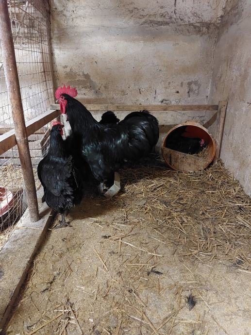 Australorp valilna jajca