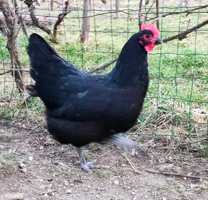 Australorp valilna jajca