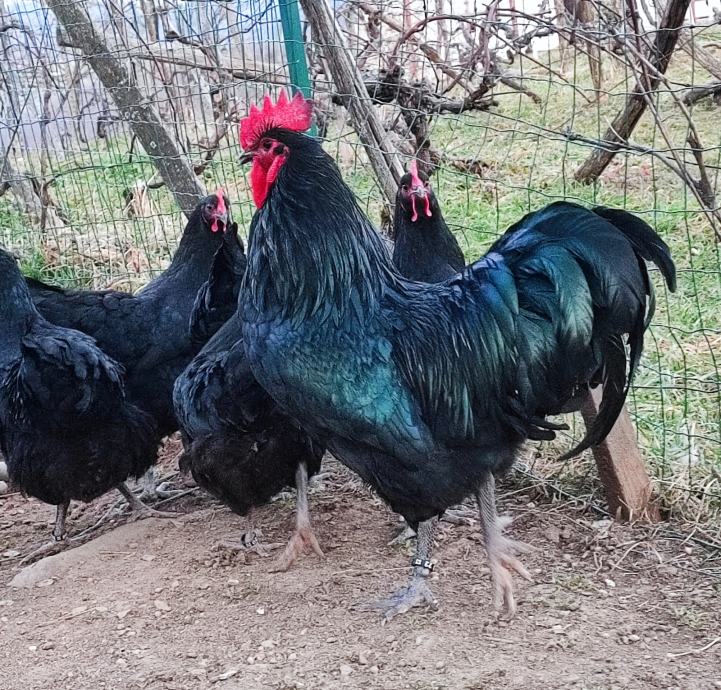 Australorp valilna jajca