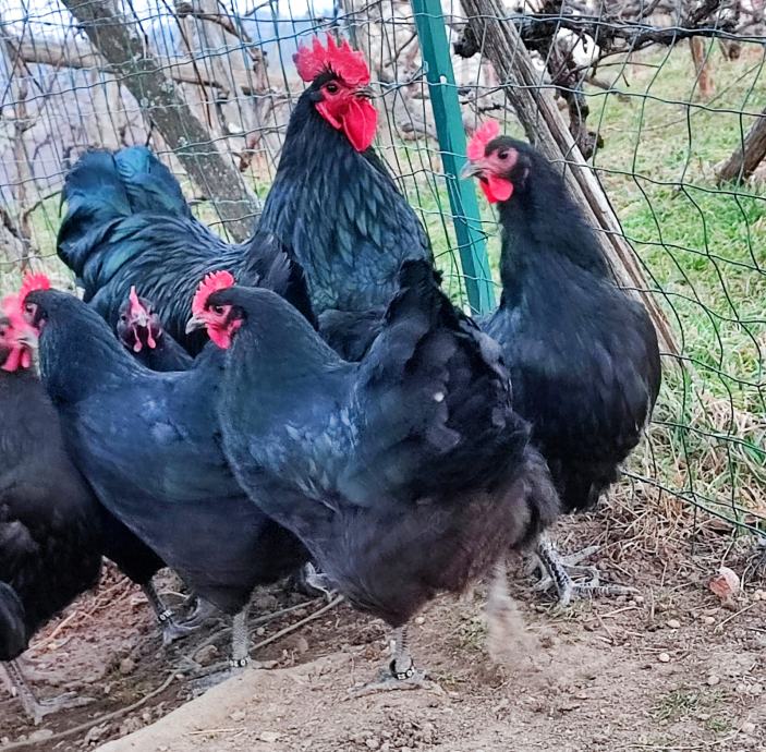 Australorp valilna jajca