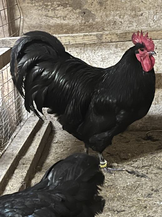 Australorp valilna jajca