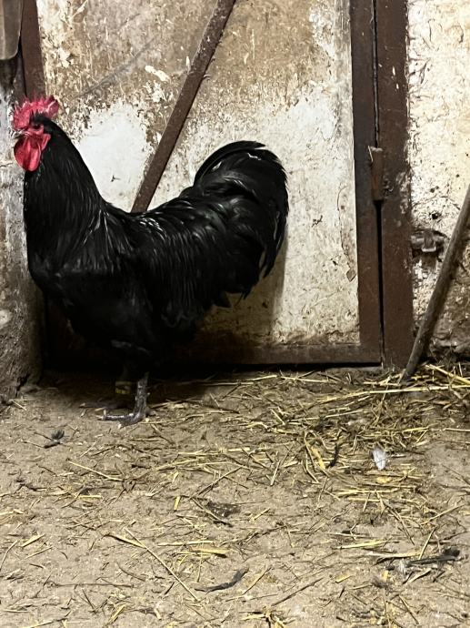 Australorp valilna jajca