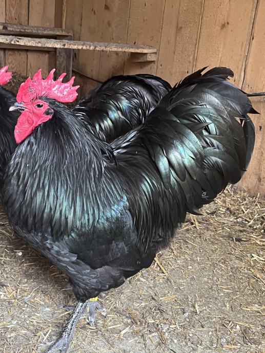 Australorp valilna jajca