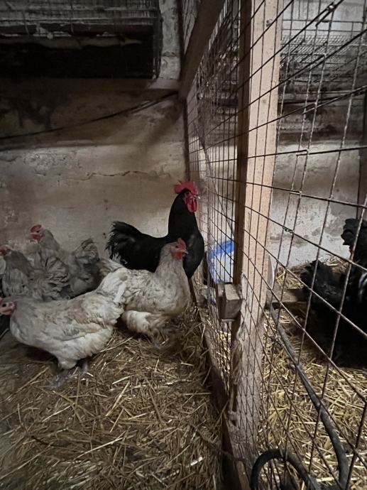 Australorp valilna jajca