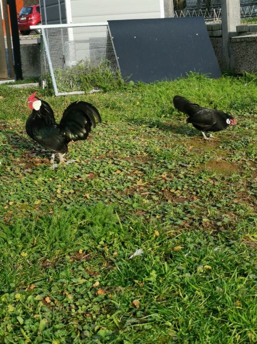 bantam kokoške in 2 petelina