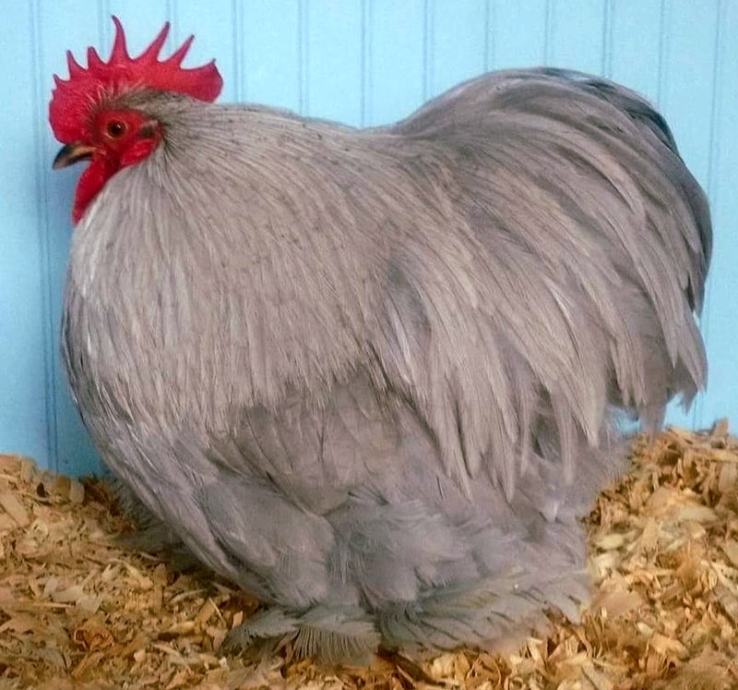 Blue cochin bantam