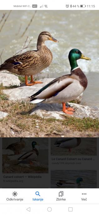Divja raca mlakarica par