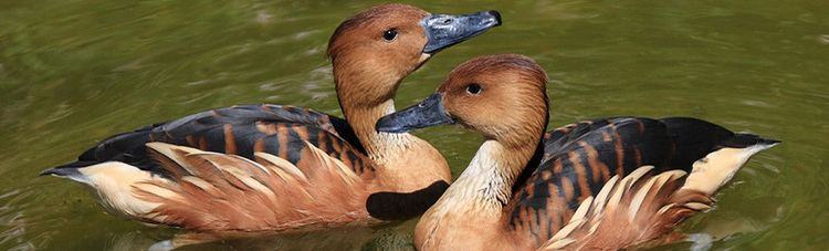 Drevesne race (Fulvous whistling tree duck)