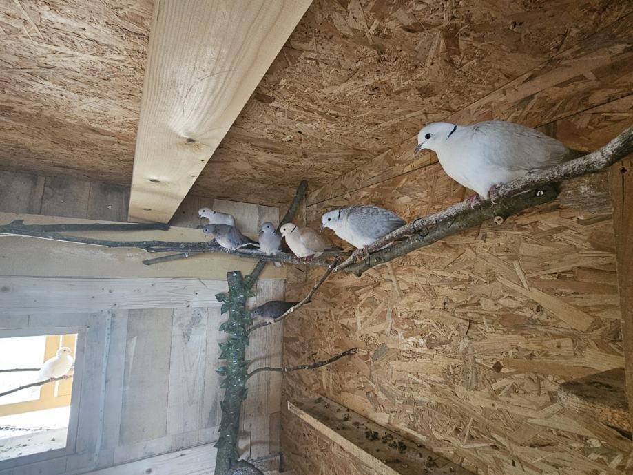 turška grlica,grlica smejačica,turške grlice,grlice smejačice,grlica