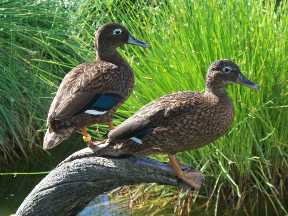 Race - Havajska raca (Laysan teal)