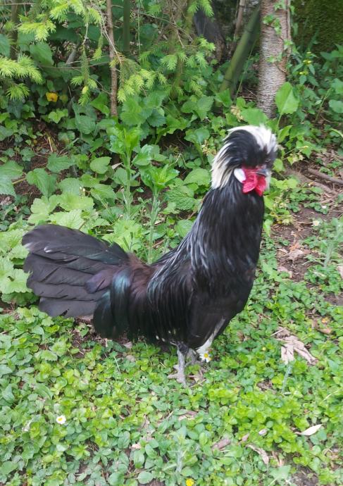 Holandski belokapi petelin