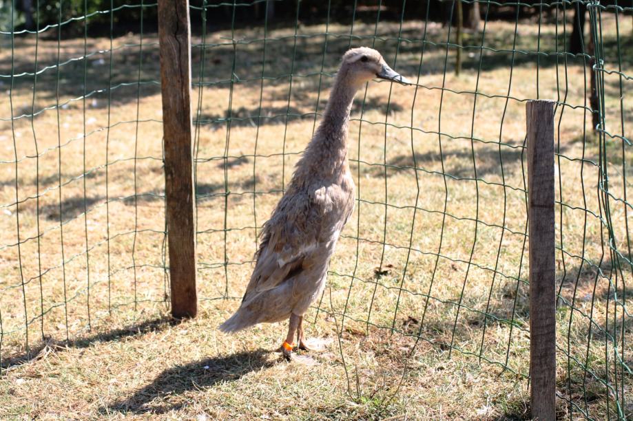 Indijska tekačica (samica)
