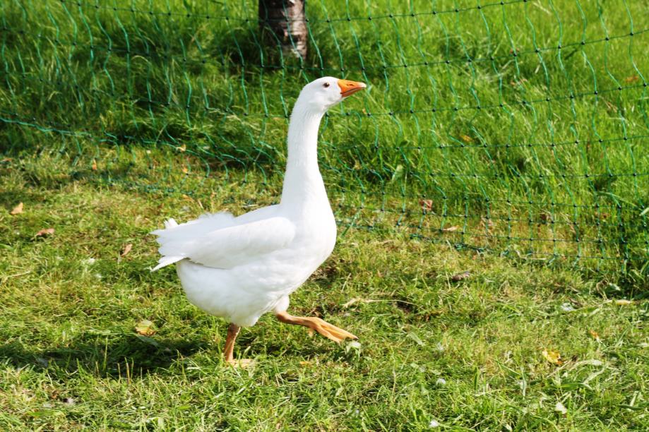 Italijanske gosi (oca romana, oca italiana, oca romagnola)