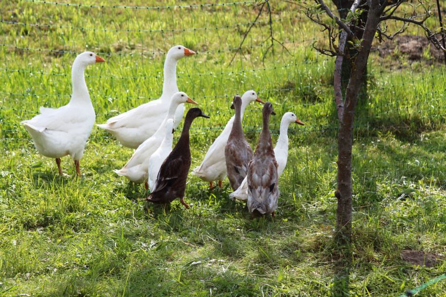 Italijanske gosi (oca romana, oca italiana, oca romagnola)